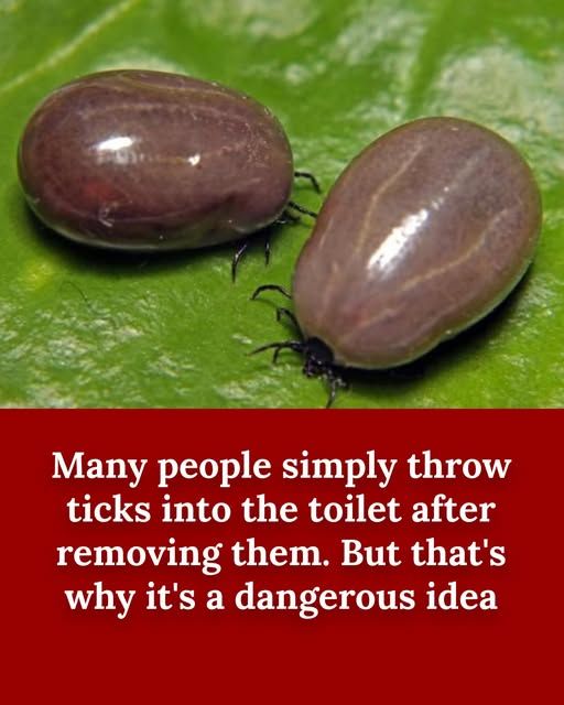 How To Properly Dispose of Ticks - Amazing