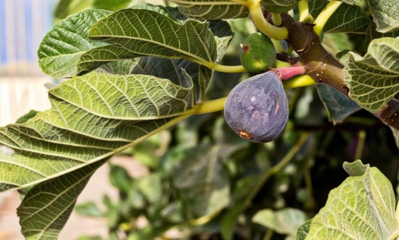 Sorprendentes beneficios de comer 2 hojas de higo cada día: Receta ...